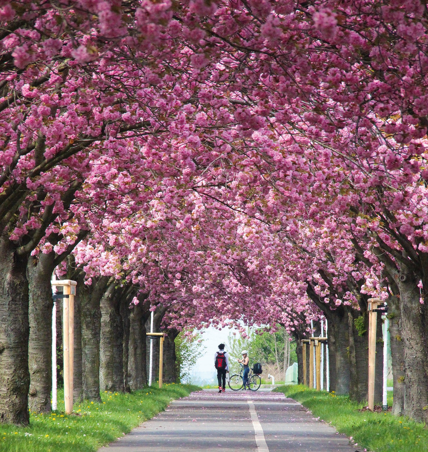 Erst das Dixie, dann der Zaun – machdeburjer.shop